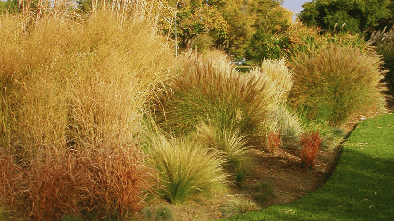 Exploring the use of ornamental grasses in soft landscaping to add ...