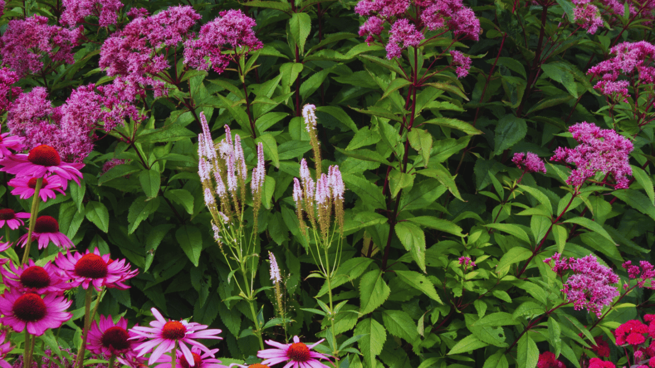 Planting Design Principles: How to Use Colour, Texture, and Form to ...
